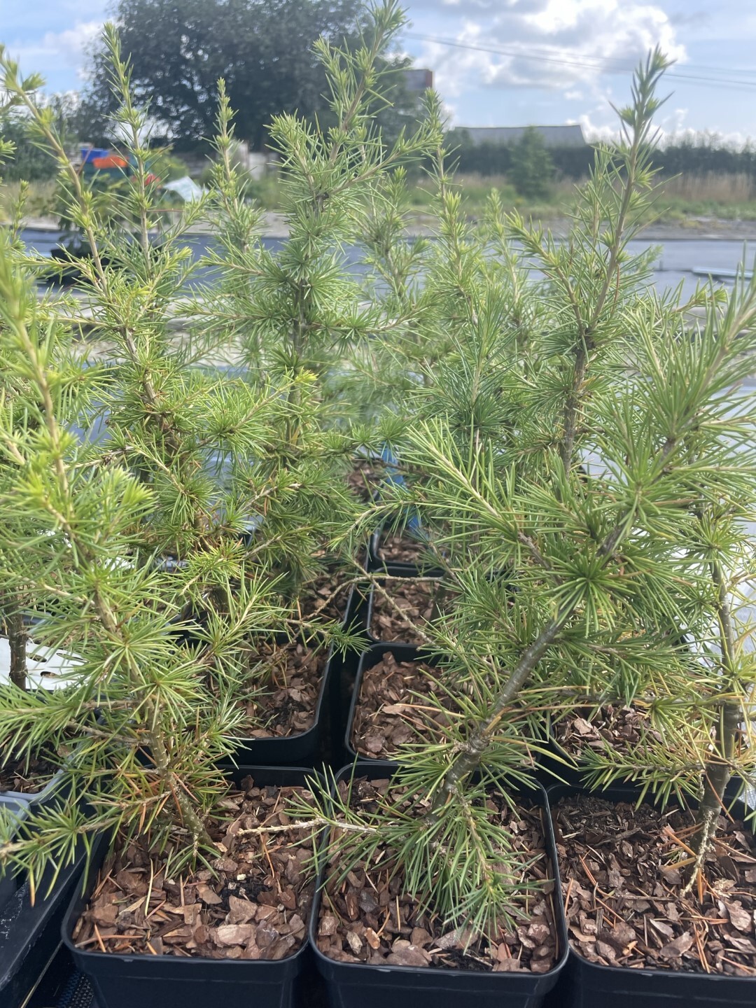 Atlas Cedar Tree - Cedrus atlantica - 20-40cm Tall / Taller 9cm Pot | eBay