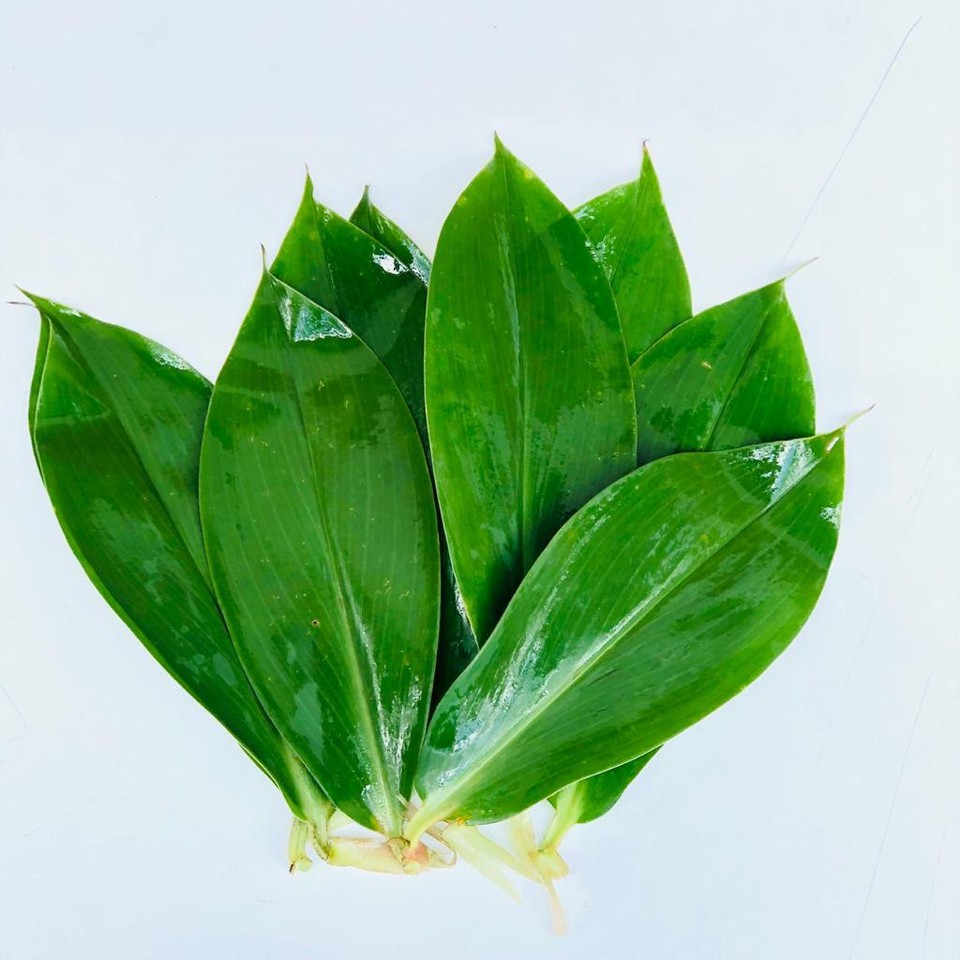 DIABETIC Insulin Dried Thebu Leaves CANEREED Costus Speciosus Herbal ...