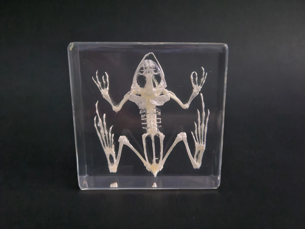 Toad Skeleton