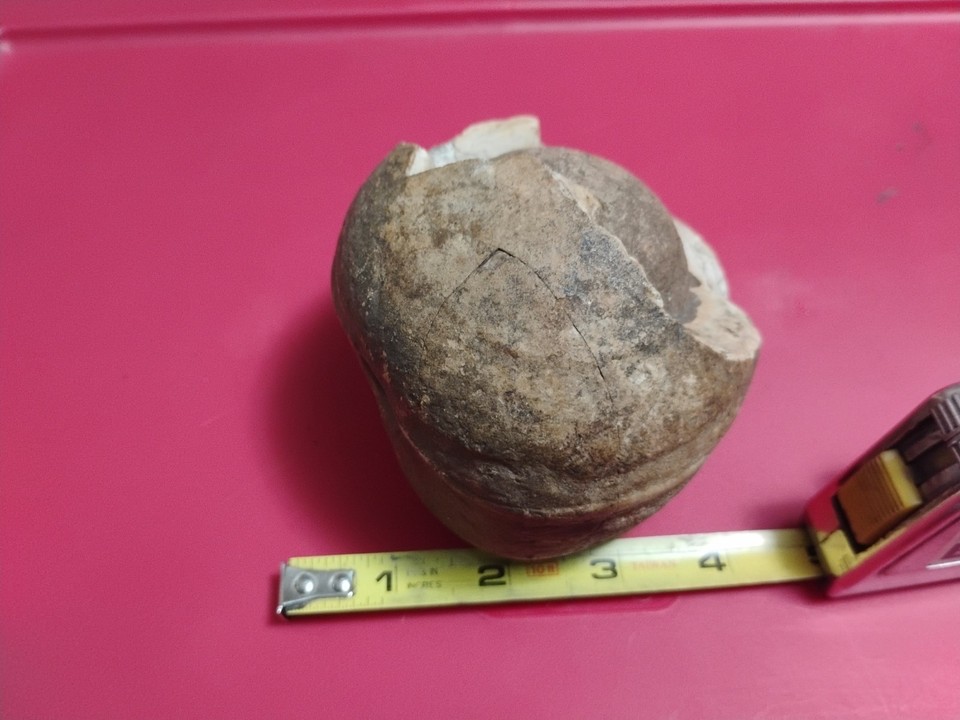 Small Fossilized Dinosaur Egg ? Very Interesting. | eBay