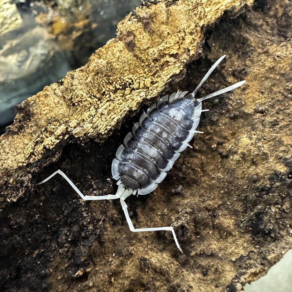 Isopod Factory 10+ Porcellio Succinctus XL Rare Titan Isopods Bioactive ...