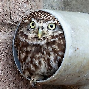 Owls Little Finds | eBay Stores