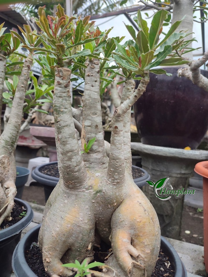 Adenium mix flower - bonsai Arabicum Godji best character obesum bonsai ...