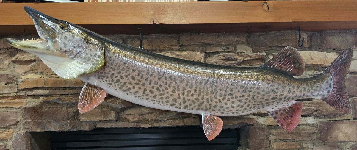 Tiger Musky Fish stores Taxidermy