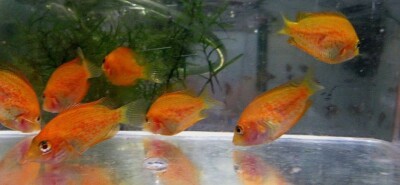 group of 5 red chromide cichlids | eBay