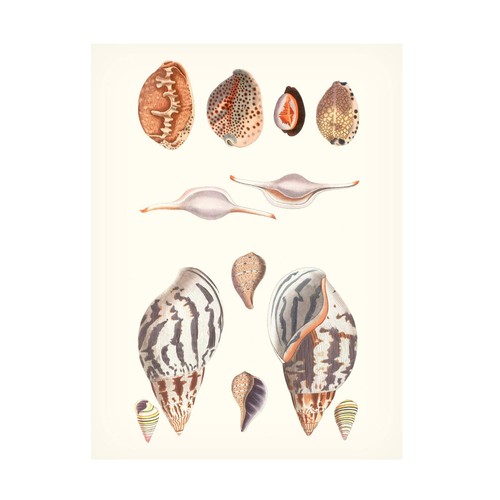'Shell Collection II' Canvas Art by Vision Studio | eBay