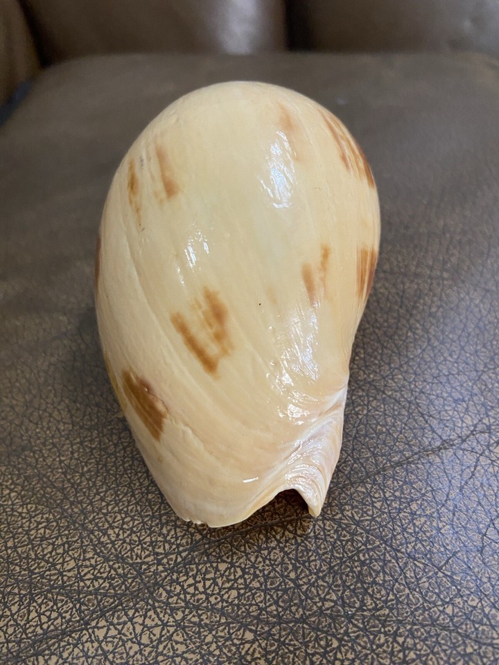 Voluta Seashell Overseas Find Rare Sea Shell Voluta Cathcartiae En Vivo ...