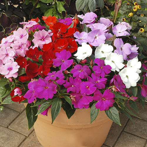 40 DWARF BUSY LIZZIE BALSAMINA MIXTURE SEEDS Impatiens Hanging Baskets ...