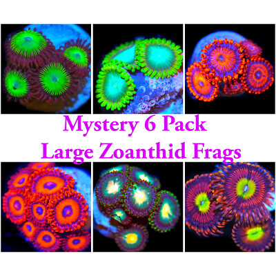 Mystery 6 Pack! LARGE ZOAS Beginner Live Coral Frag Pack Corals of Eden ...