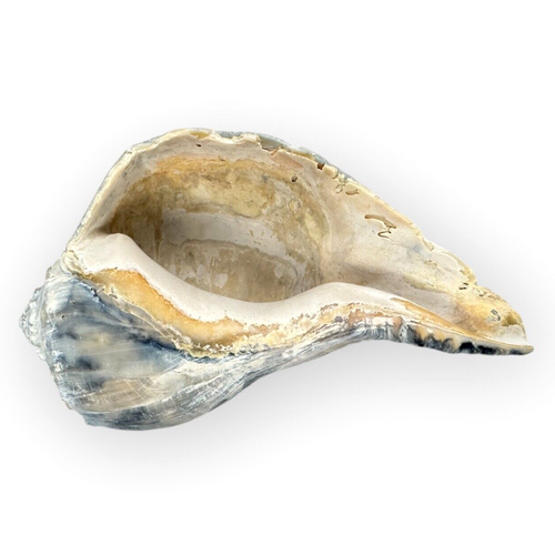 Seashell Large 8" Sea Shell Ocean Swirl Conch Horn | eBay