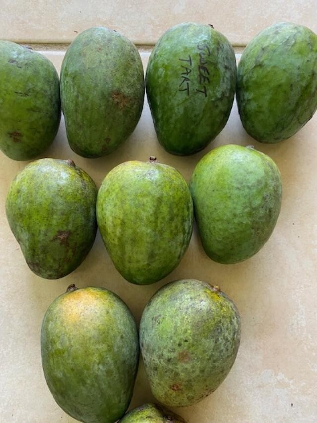 11 MO OLD GRAFTED SWEET TART MANGO (MANGIFERA INDICA) SEEDLING OF THE ...