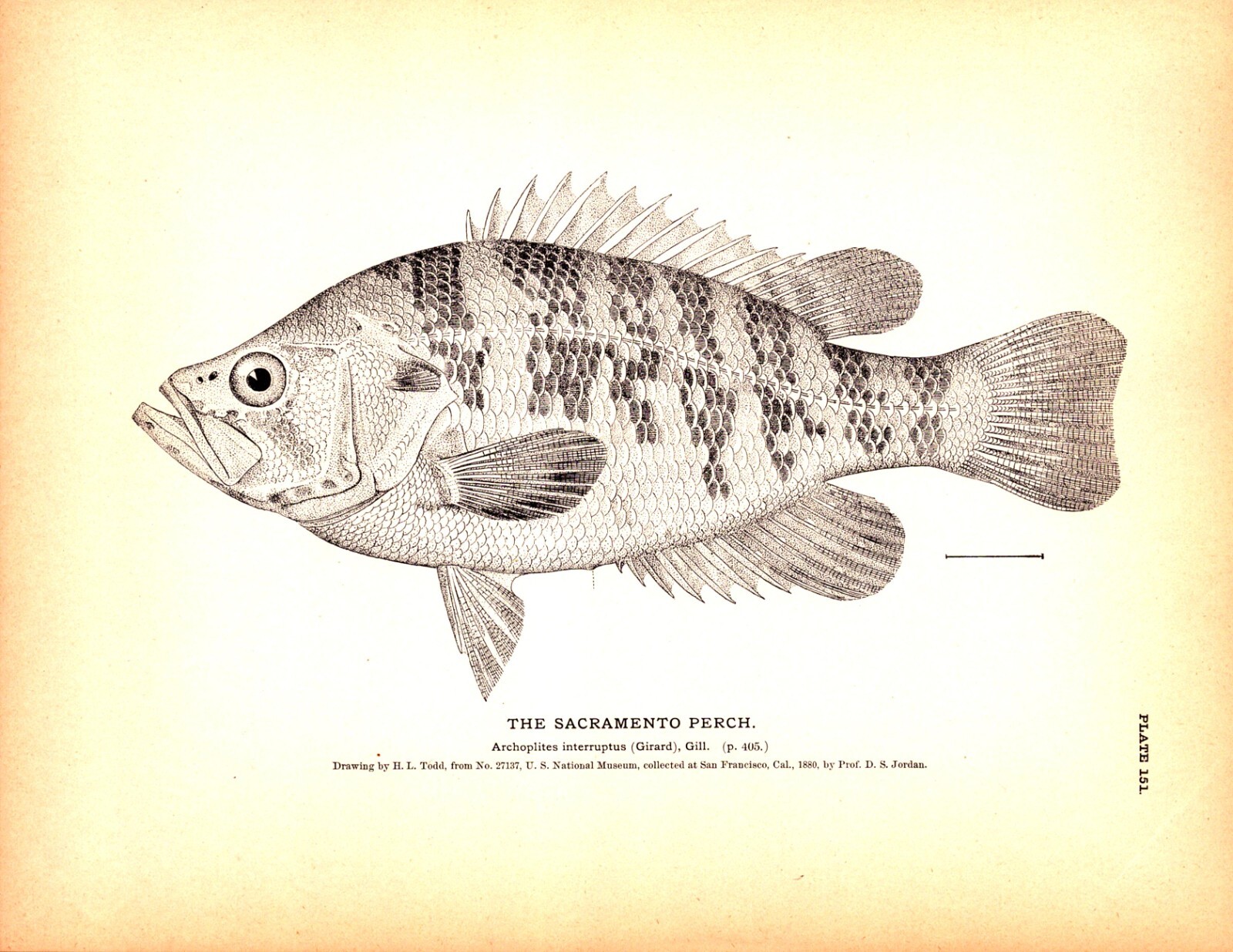 "THE SACRAMENTO PERCH" AT SAN FRANCISCO, CAL." Antique Fish engraving ...