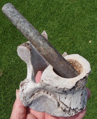 Neolithic & Paleolithic - Fossils