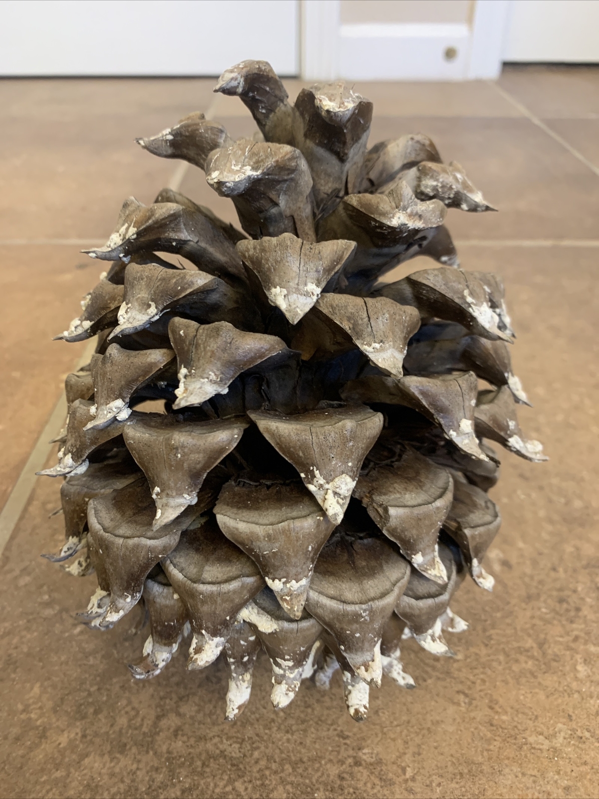 Common Gray Pine Cone | eBay
