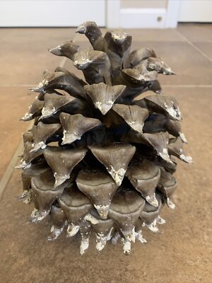 Common Gray Pine Cone | eBay
