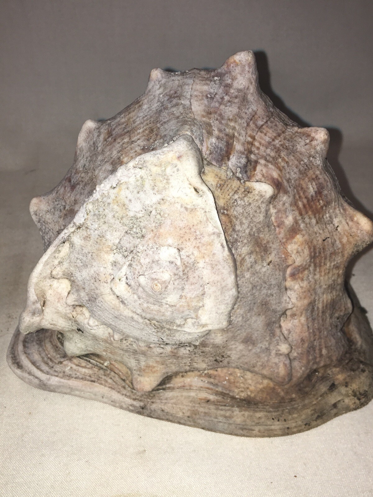 Natural Giant Horse Conch Shell Atlantic Caribbean Tiger Striped 8 Inch ...