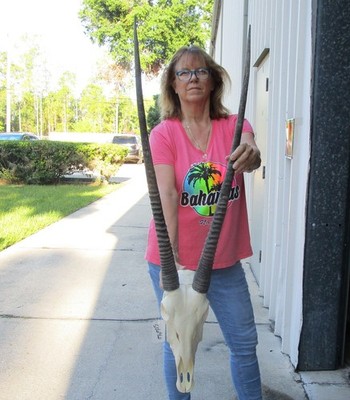 Real South African Gemsbok/Oryx Skull w/33-34" horns taxidermy #50686 ...