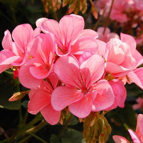 Rare Climbing Geranium Seeds, Pelargonium Peltatum Antik Collection ...