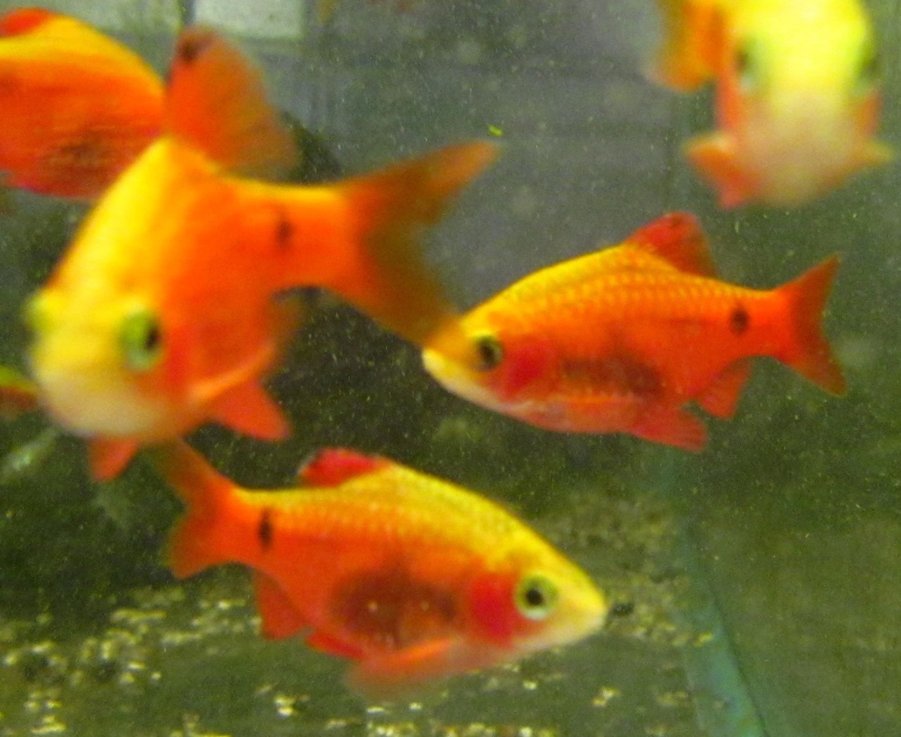 1 Pack - Red Glass Barb Tetra Live Freshwater Aquarium Tank Fish | eBay