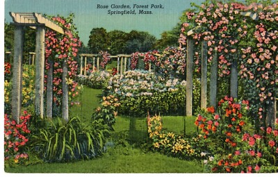 Rose Garden, Forest Park, Springfield, MA Reproduction Postcard | eBay