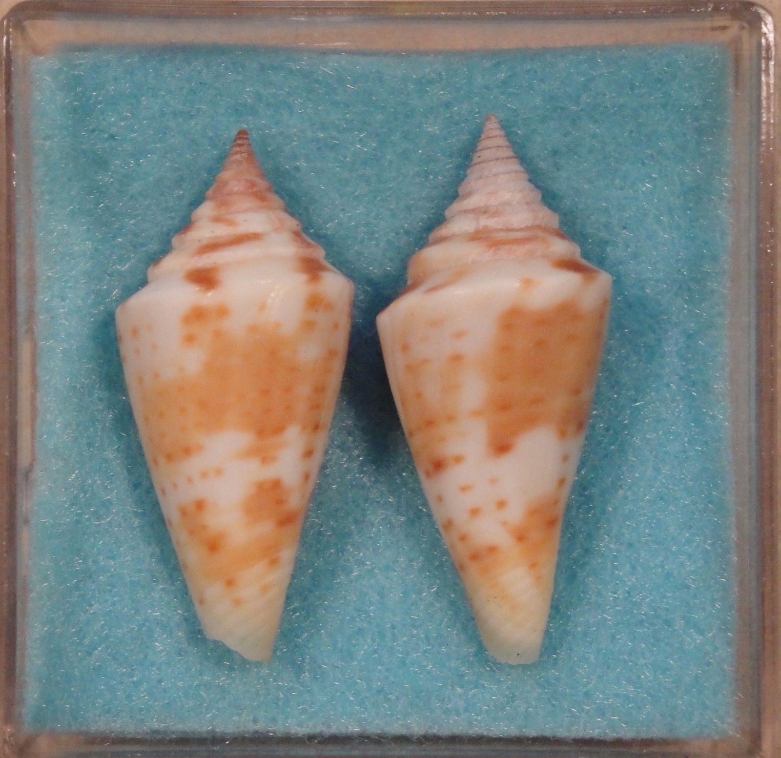 Conus Philippii 2 Shells Marco | Grelly USA