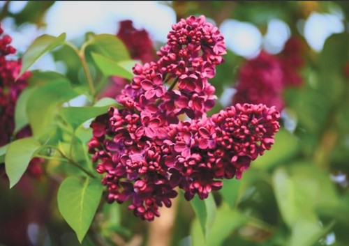 Red Pixie Lilac – Fragrant Reblooming - 1 Year Plant | eBay