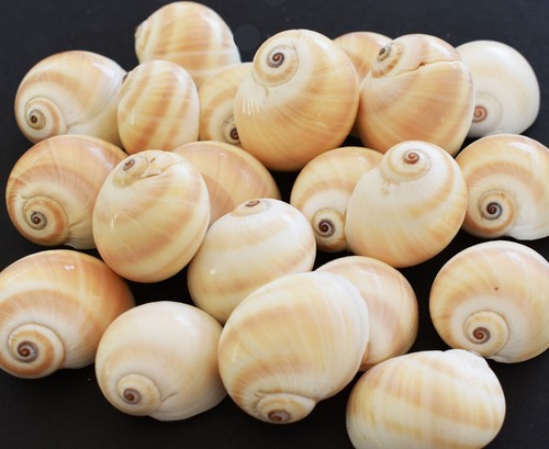 50 Shark Eye Moon Shells (1 1/2" - 2") Coastal Arts & Crafts, Small ...