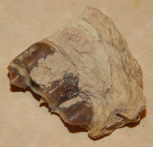 OREODONT TOOTH & JAW Fossils Crystals Gemstones Minerals Rocks; Fossil ...