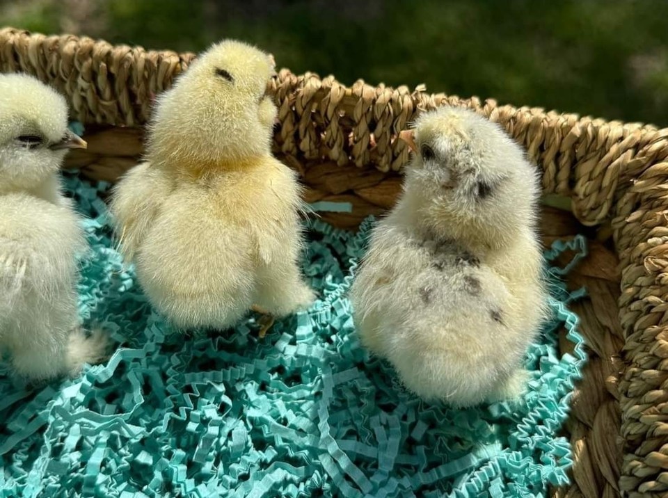 Silkie Chicken Eggs 12 Hens Choice In WHITE, RED PYLE, CHOC, PAINT ...