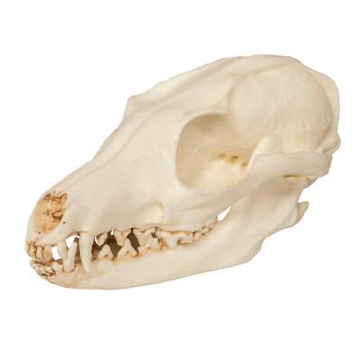 Replica Gray Fox Skull | eBay