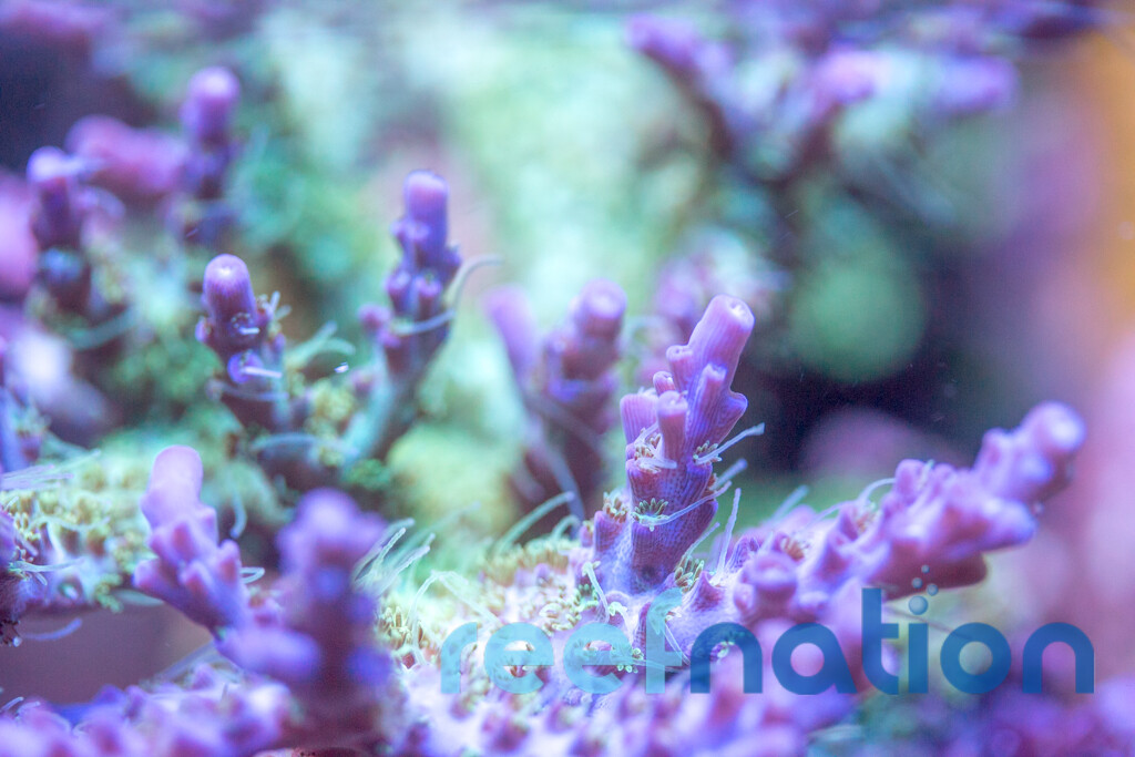 RRA Applejack Reef Raft Coral Frag SPS Zoa LPS Paly Polyps | eBay