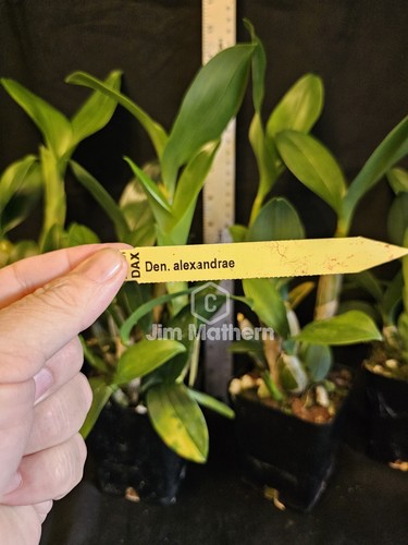 Dendrobium alexandrae. Blooming size dendrobium orchid species. | eBay
