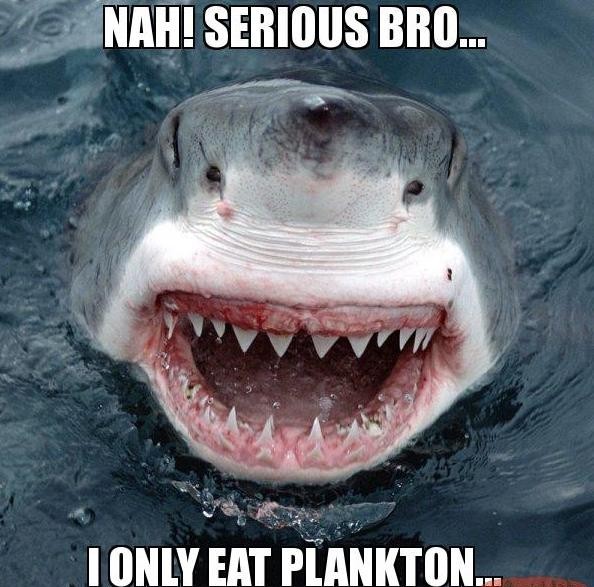 Memes Sharks 30 New Comics Portraying Animals In Funny Situations By