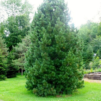Pinus Peuce 10 seёds Balkan Pine Macedonian Pine, organic heirloom ...