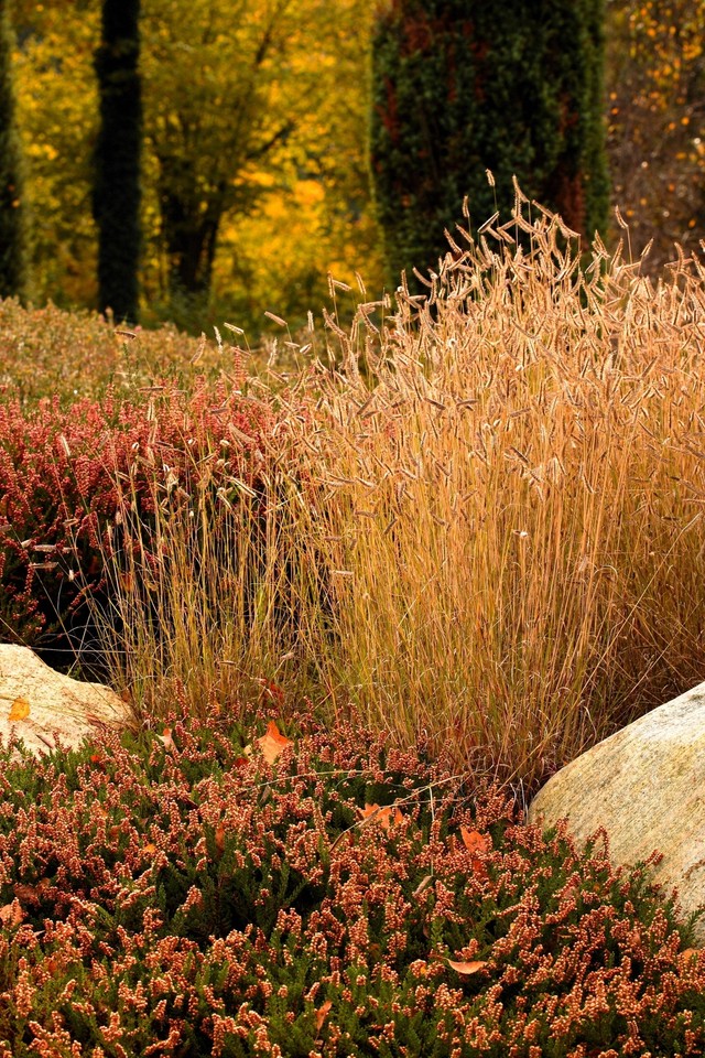 1000 BLUE GRAMA GRASS Gramma Bouteloua Gracilis Flower Mosquito Grass ...