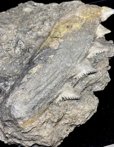 Incredibly Rare Edestus 5 Crown Shark Jaw Fossil Coal Mine Sharks Teeth ...