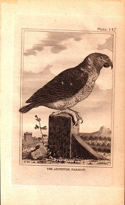 "THE ARTIFICIAL PARROT" Antique Comte de Buffon bird engraving 1812 | eBay