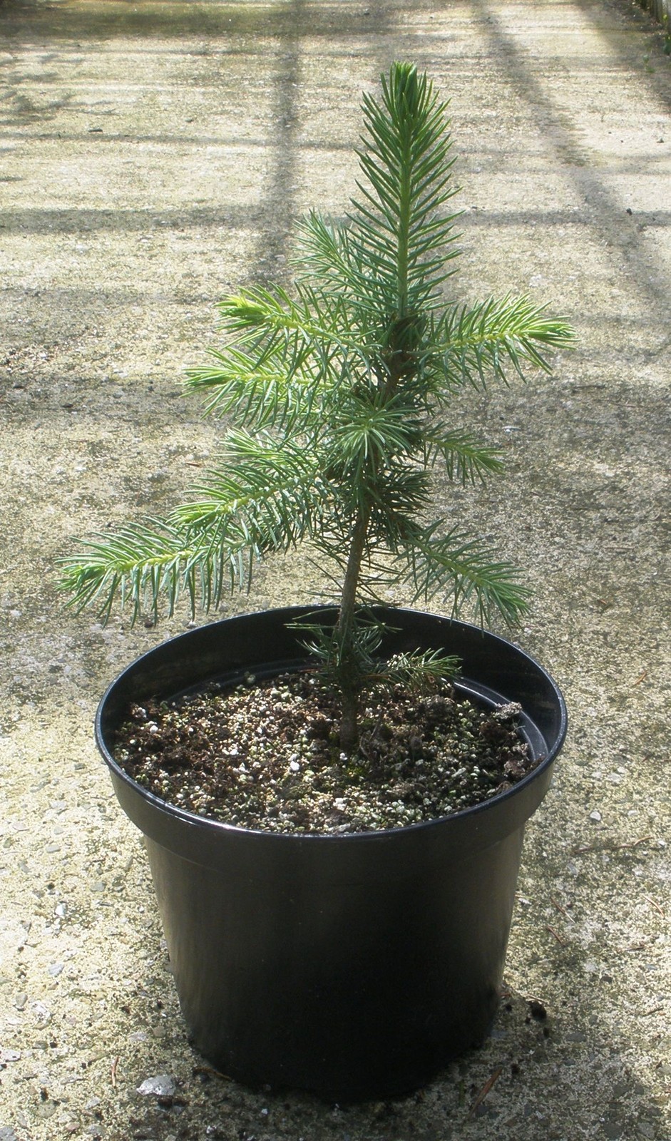 Serbian Spruce, Picea Omorika, Christmas Tree Conifer in 17cm. Rigid ...