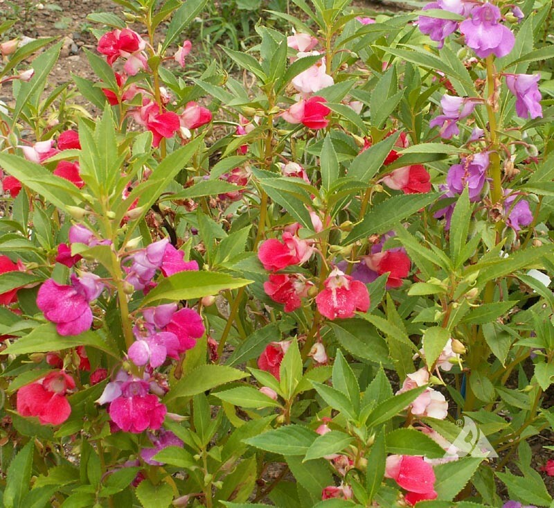 Balsam Camelia Flowered Mix Seeds, 1 Ounce, Touch Me Not, FREE SHIP | eBay