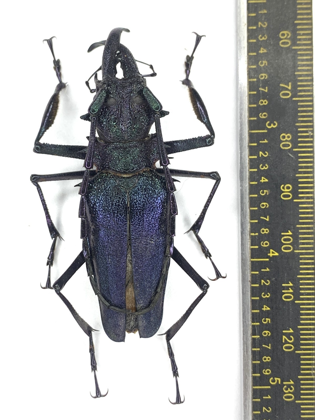 COLEOPTERA/CERAMBYCIDAE/Psalidognathus sp? 61mm N°6 FROM PERU | eBay