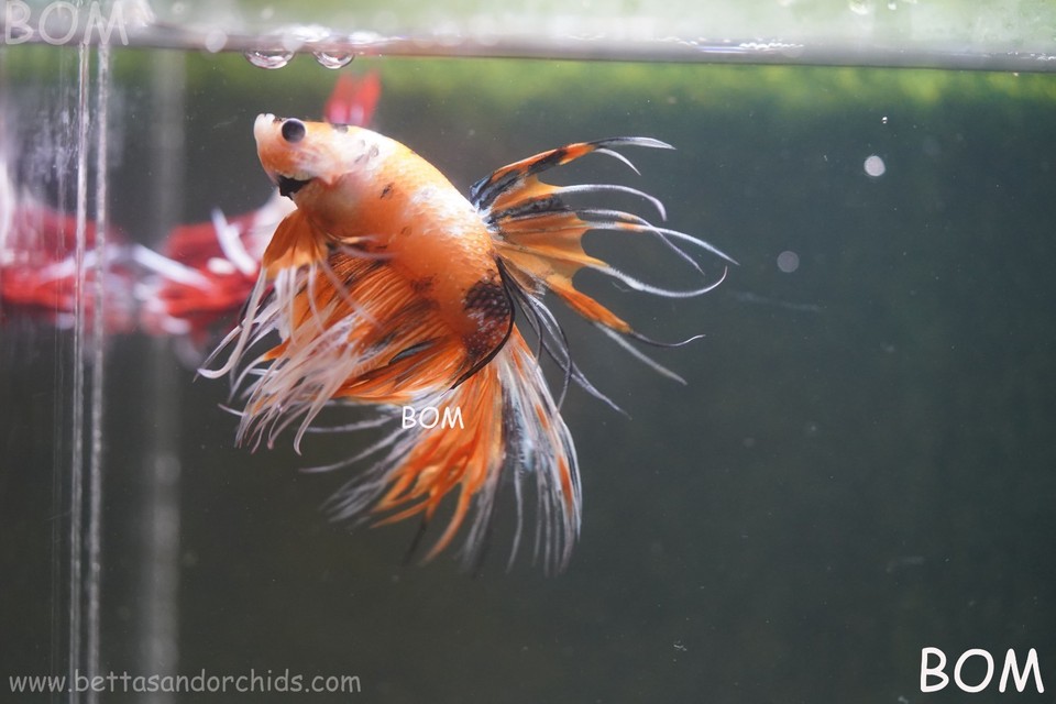 LIVE BETTA MALE CROWN LEOPARDS : Unique Fish | BOM-A296 | eBay