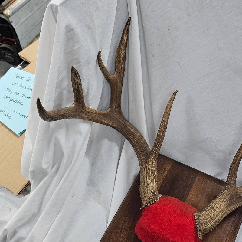 Nice Mounted Dark Colored 9 Point Buck Rack Mount, Shot in 1982 | eBay
