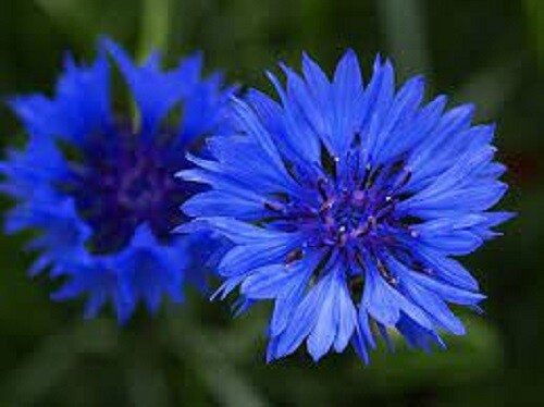 CORNFLOWER BLUE BALL FLOWER SEEDS Flower Garden Centaurea Cyanus ...