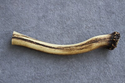 NATURALLY SHED RED DEER ANTLER SECTION WITH BURR / CROWN / FOR A CANE ...