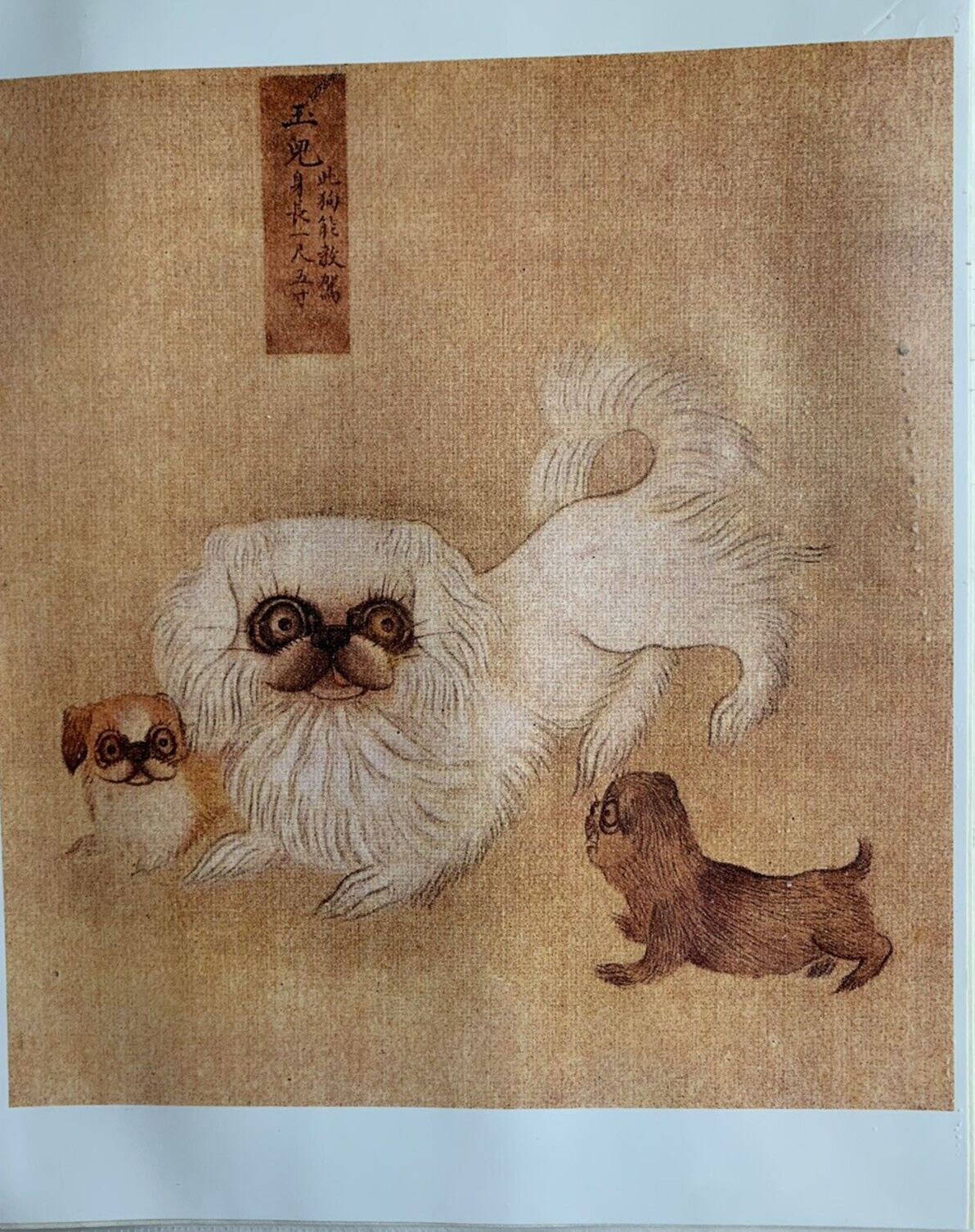 American Lo Sze Pugg