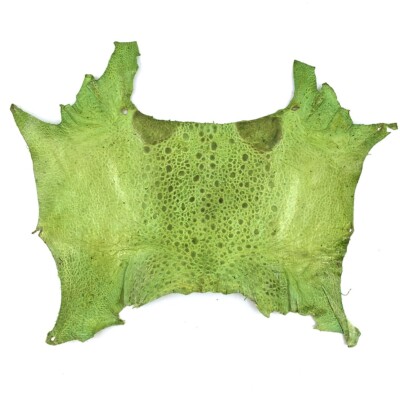 Bufo Marinus Cane Toad Skin Taxidermy Dyed Leather Glossy Chartreuse ...