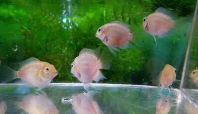 2 young breeding pairs white polar parrot cichlids | eBay