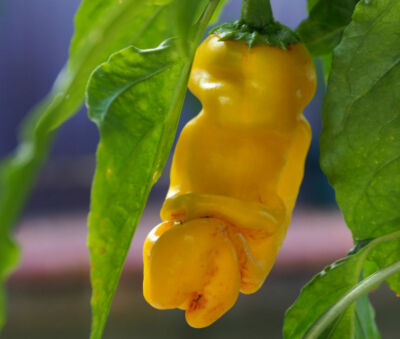 200 Yellow Penis Peter Pepper Seeds Penis Chili Capsicum Organic ...