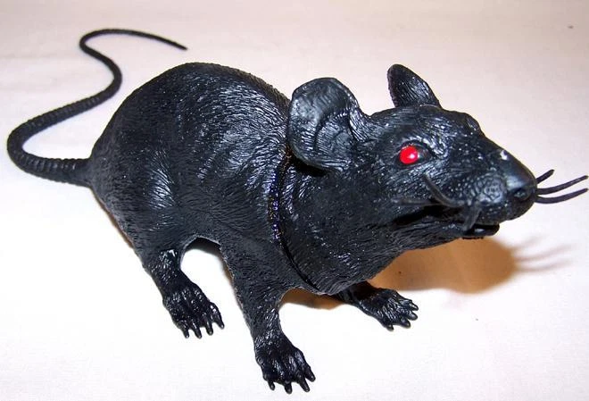 Black Mouse Animal
