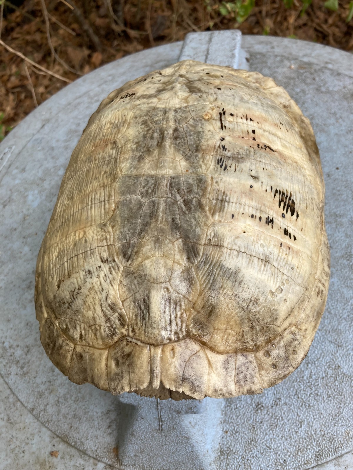 One Large Red Eared Slider Turtle Shell 8 inches long | eBay